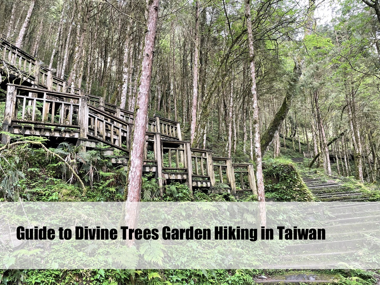 Guide to Divine Trees Garden Hiking in Taiwan - WangWang Here!